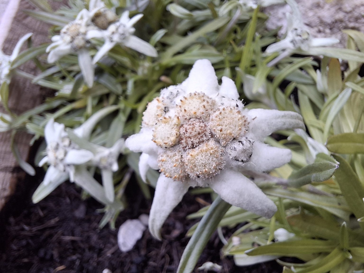 Osnovna šola Danile Kumar